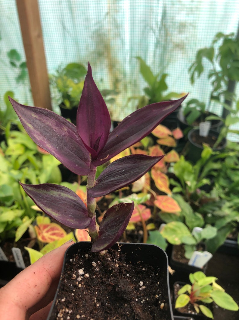 Tradescantia Wandering Jew red Live Plant Rooted Cuttings - Etsy