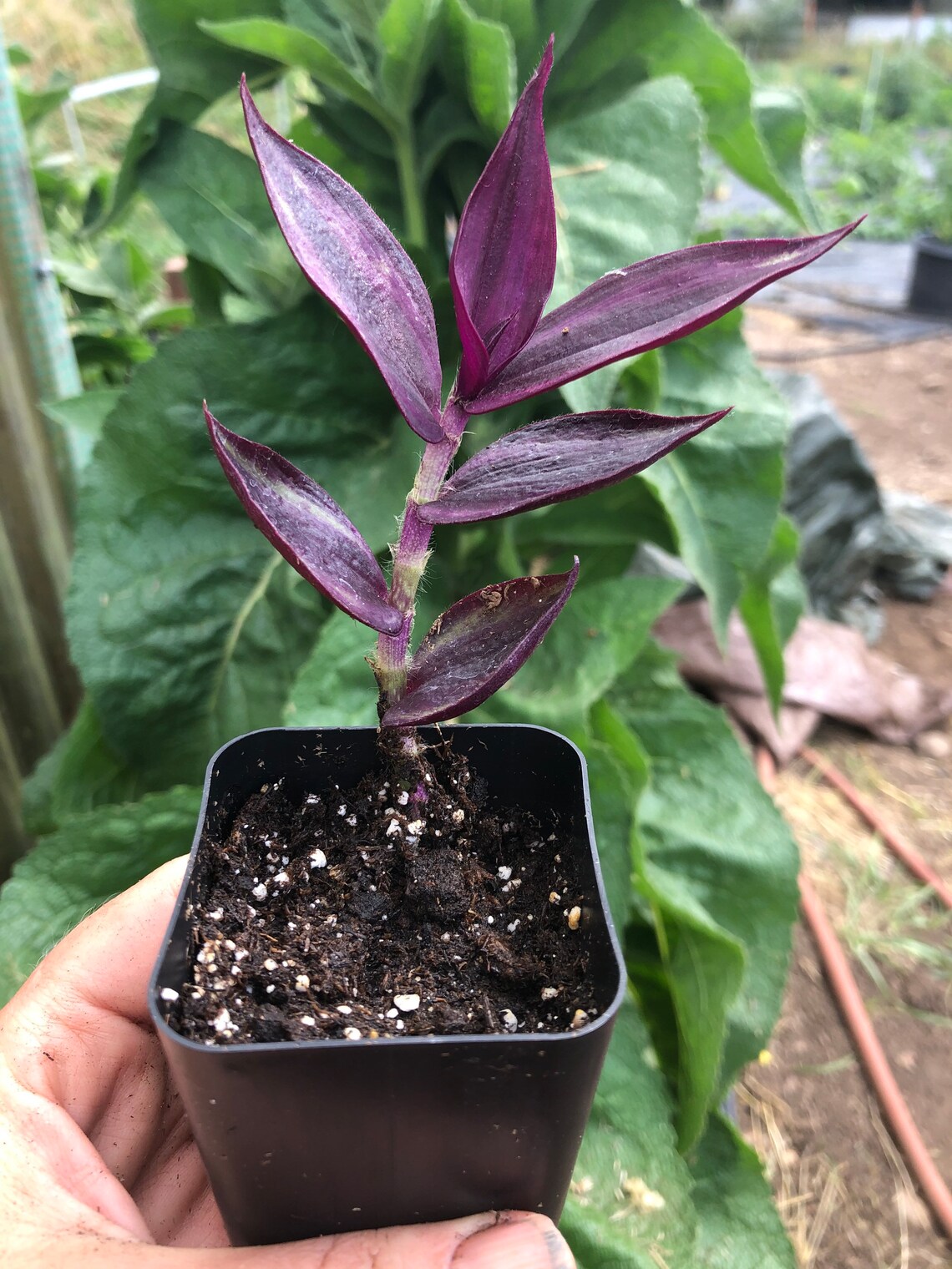 Tradescantia Wandering Jew red Live Plant Rooted Cuttings - Etsy
