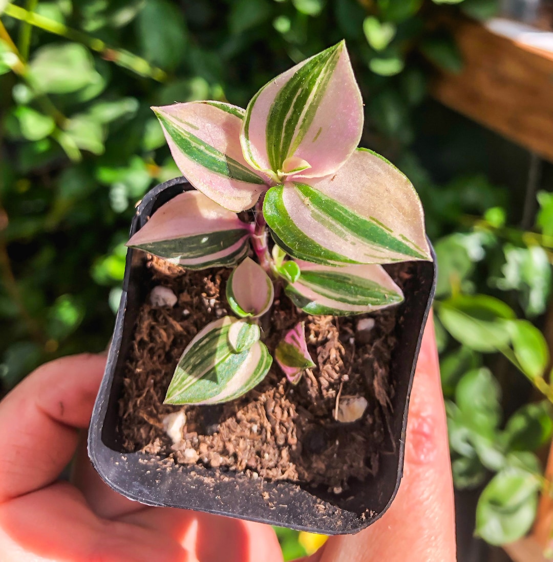 Tradescantia Tricolor Rainbow Variegated Pink Princess Live Plant 2 ...