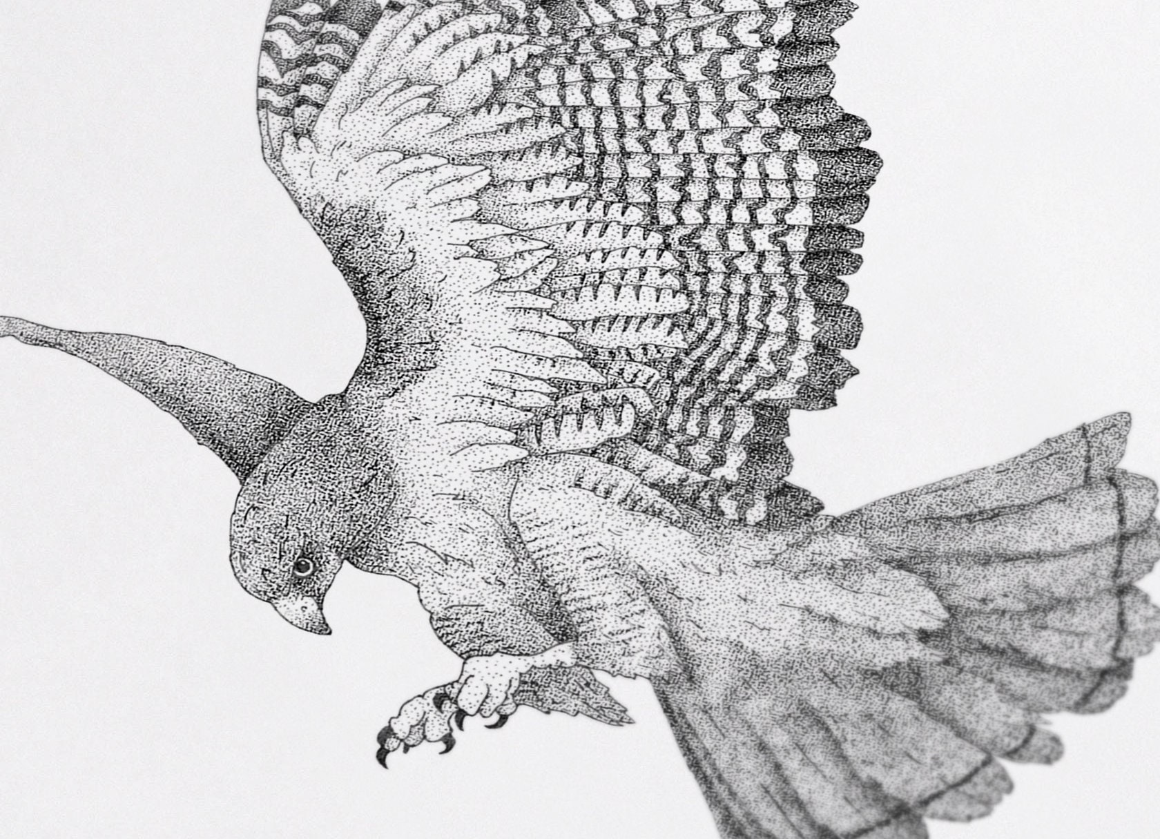 RED-TAILED HAWK Print minimalist Print Animal Illustration - Etsy