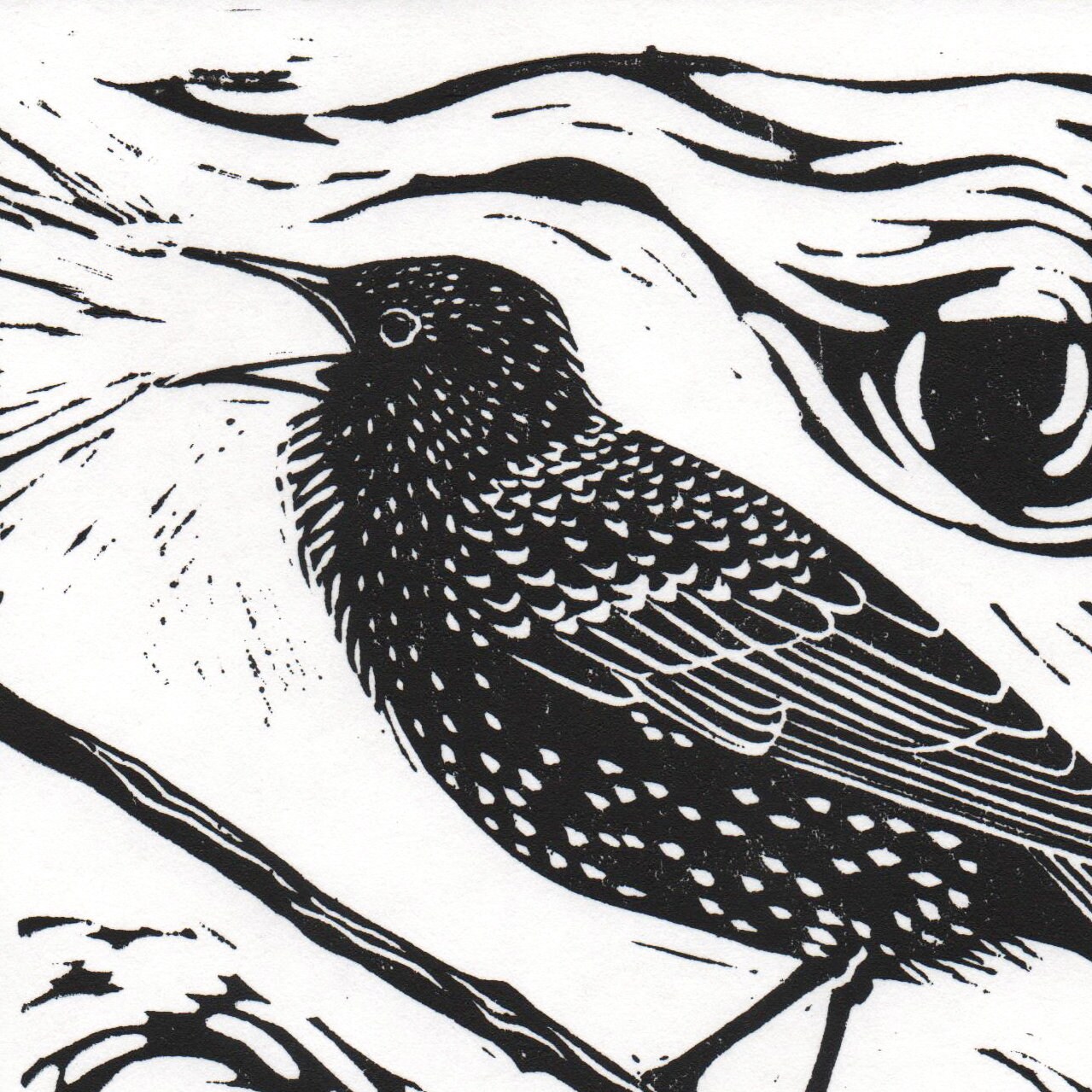 Starling Linocut Print Original Linoprint Bird Art British - Etsy