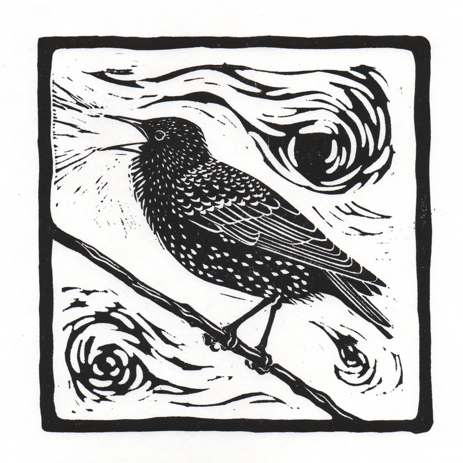Starling Linocut Print Original Linoprint Bird Art British - Etsy