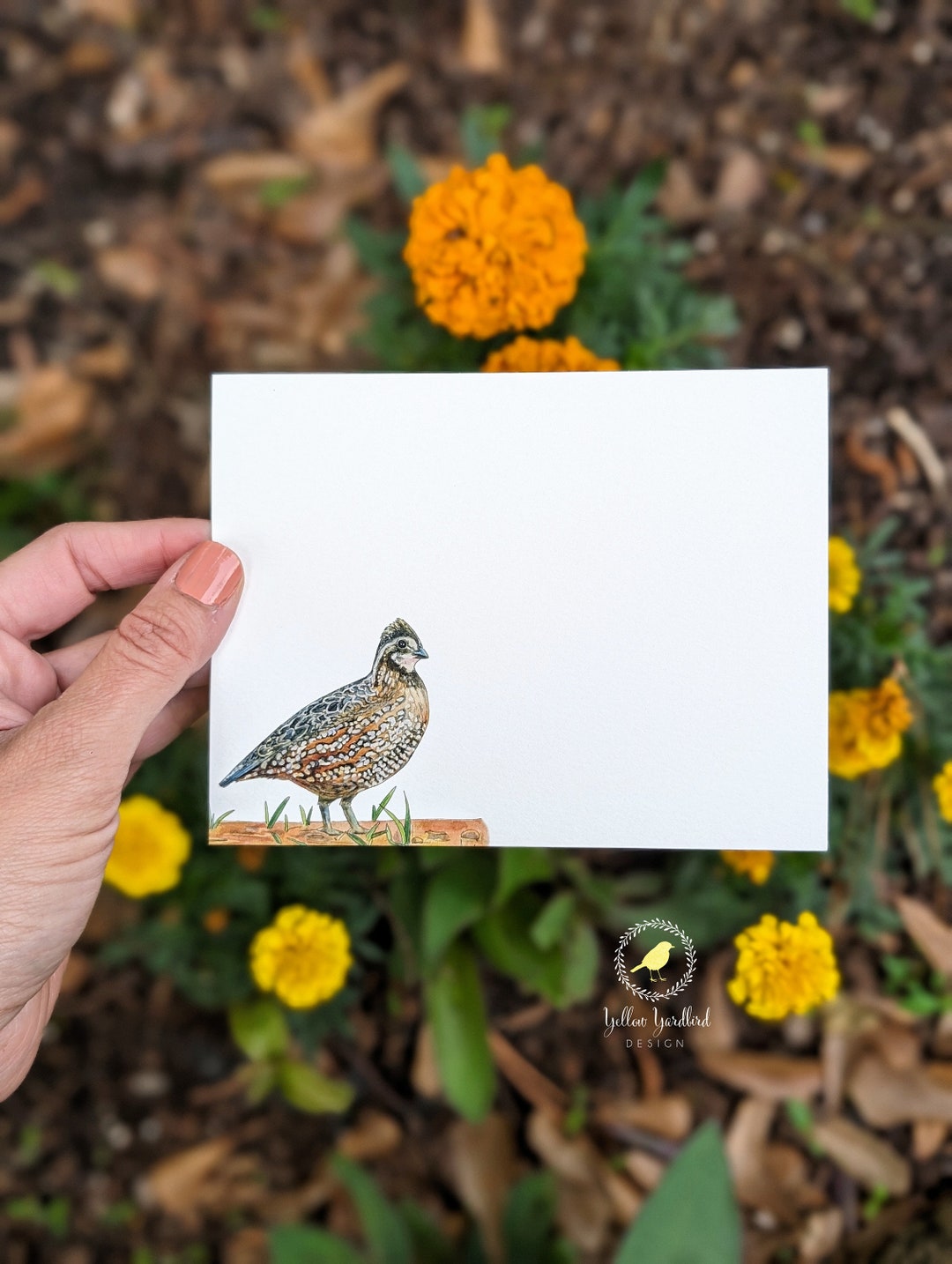 Northen Bob White Quail Notecards- Cards and Envelopes Only ...