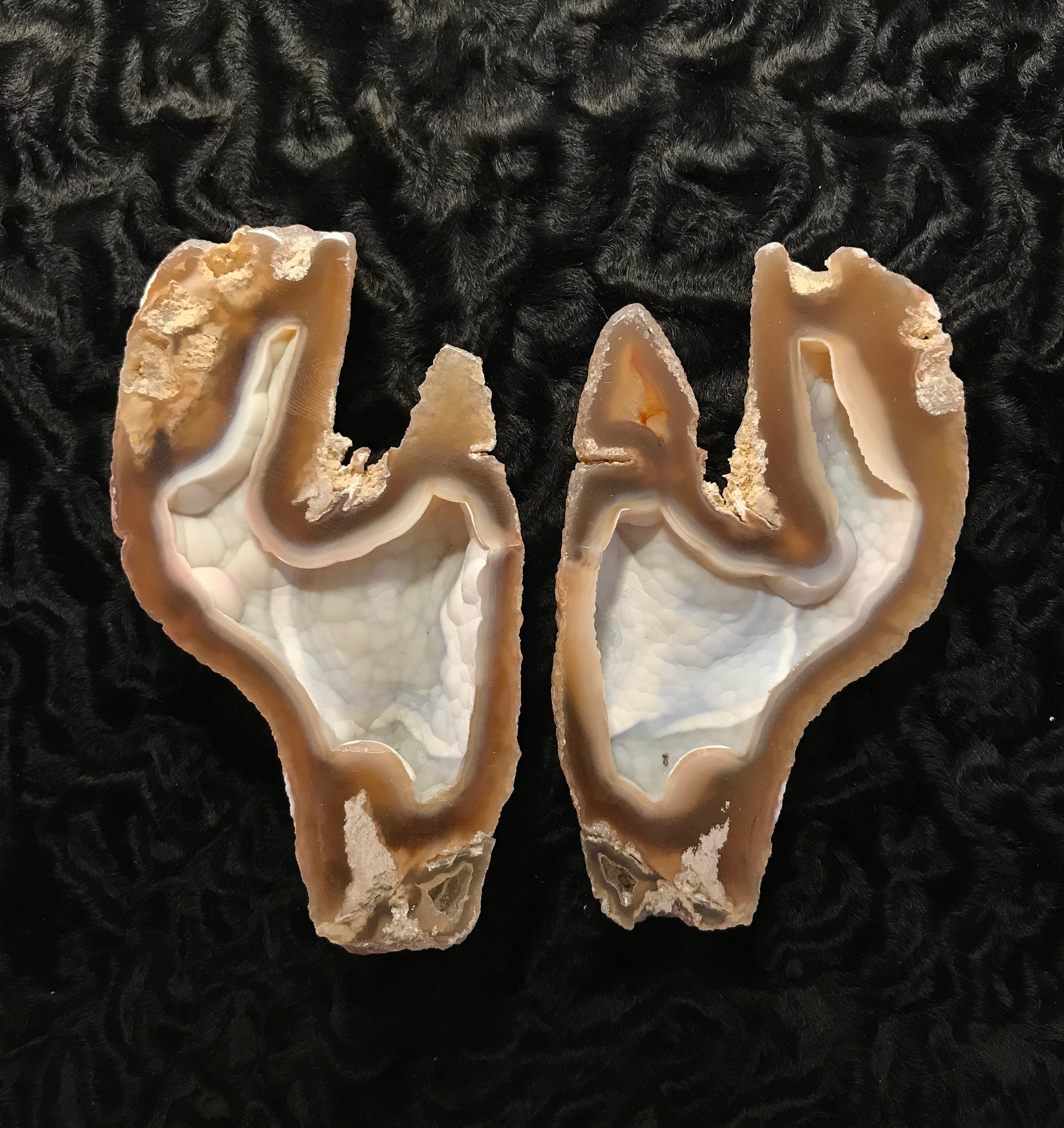 Agatized Coral Pair Crystal Mineral Fossil Specimen M060E | Etsy