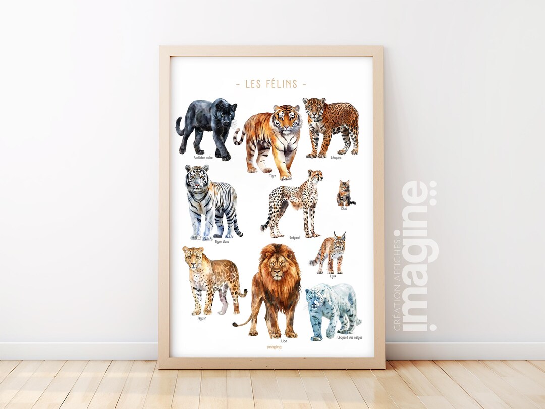 Big Cats Poster – Wild Feline Educational Print – Lion, Tiger, Cheetah ...