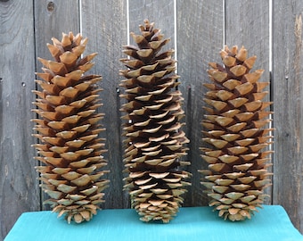 Large Pine Cones - Etsy