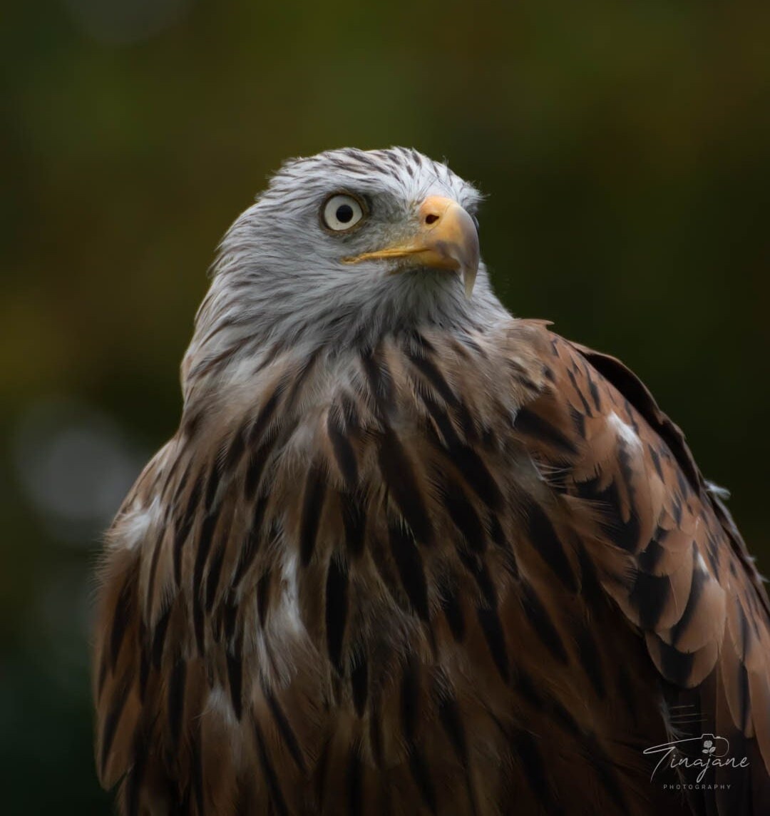 Scarlett the Red Kite Photograph of a Red Kite Bird of Prey Picture ...