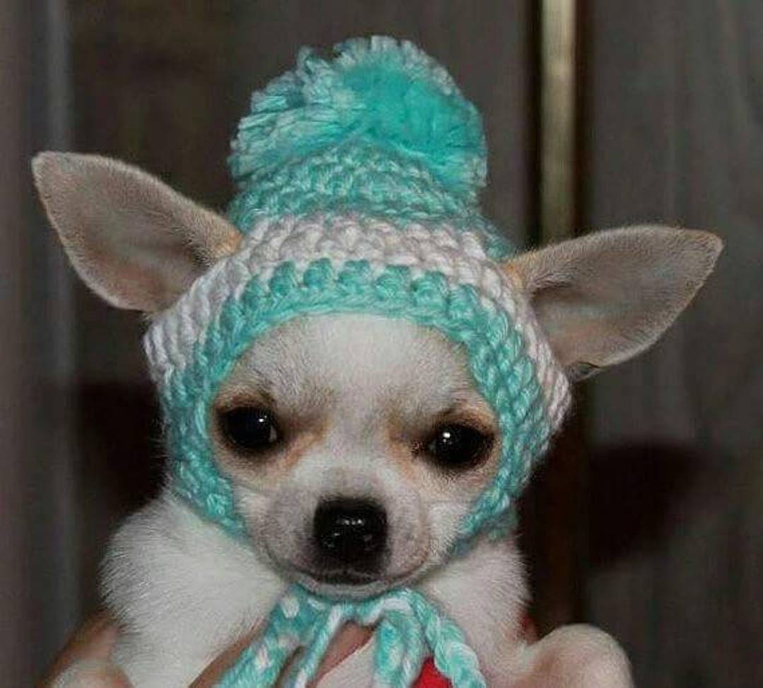 For the Love of Dog Hats - Etsy