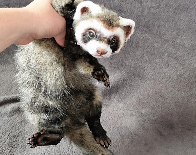 Ferret, Life-size, Realistic Poseable, Art Doll Animal, Oak - Etsy