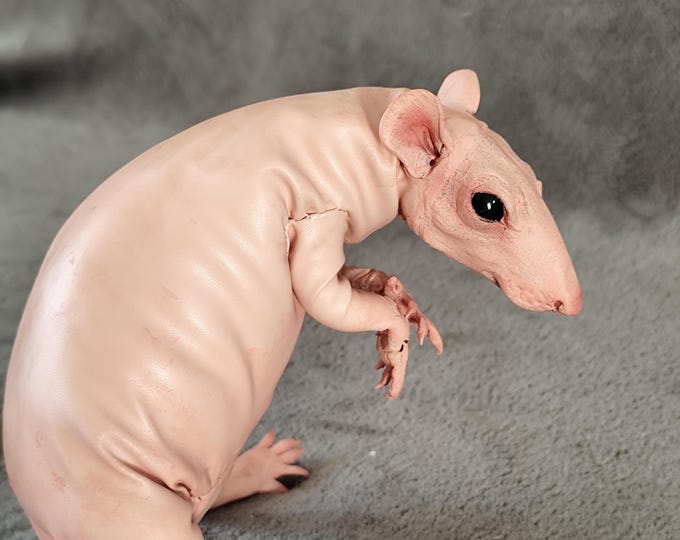 Hairless Rat, Poseable Art Doll, Realistic Animal - Etsy