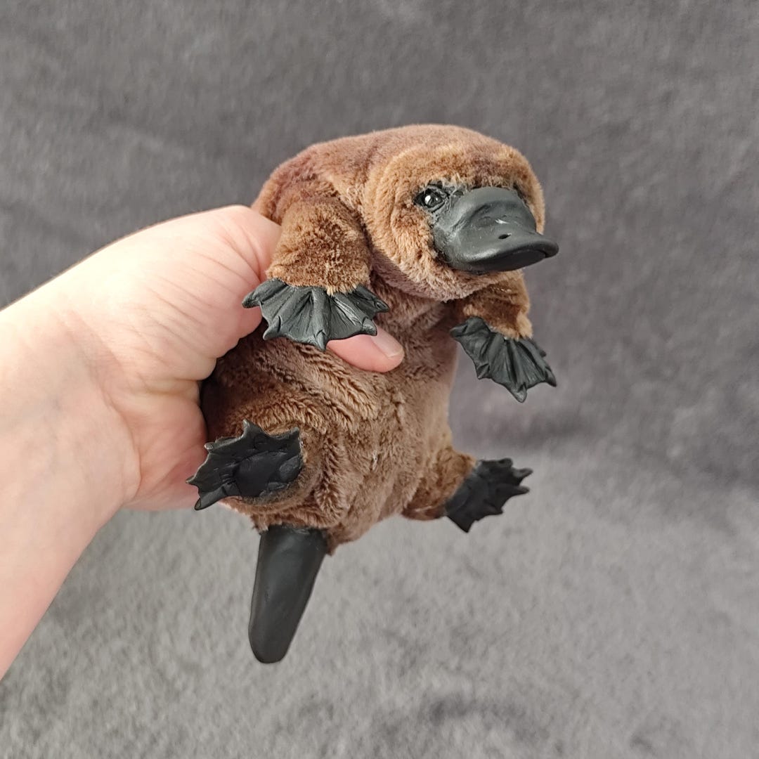 Platypus baby poseable art doll, realistic animal, OOAK - Etsy France
