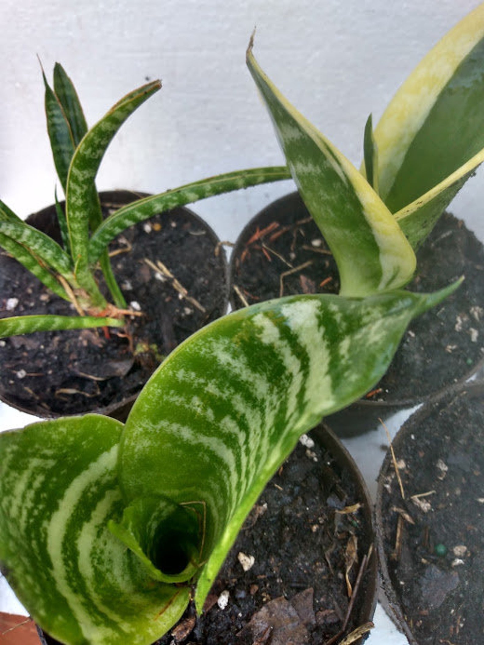 Snake Plants Variety 3 Snake Different Varieties House Etsy Snake Plants Variety 3 Snake Different Varieties House Etsy