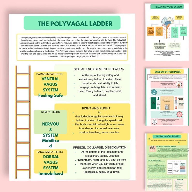 Polyvagal Theory Workbook , Cheatsheet: Vagus Nerve, Nervous System ...