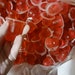 JAPANESE BEETLE JELLY 16g Insect Chow Natural Sap Peach - Etsy