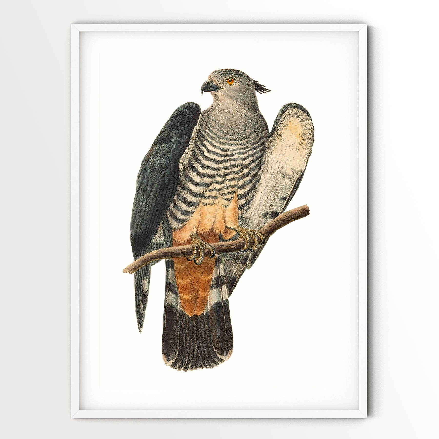 Falcon Print Antique Bird Poster John Gould Birds Vintage - Etsy España