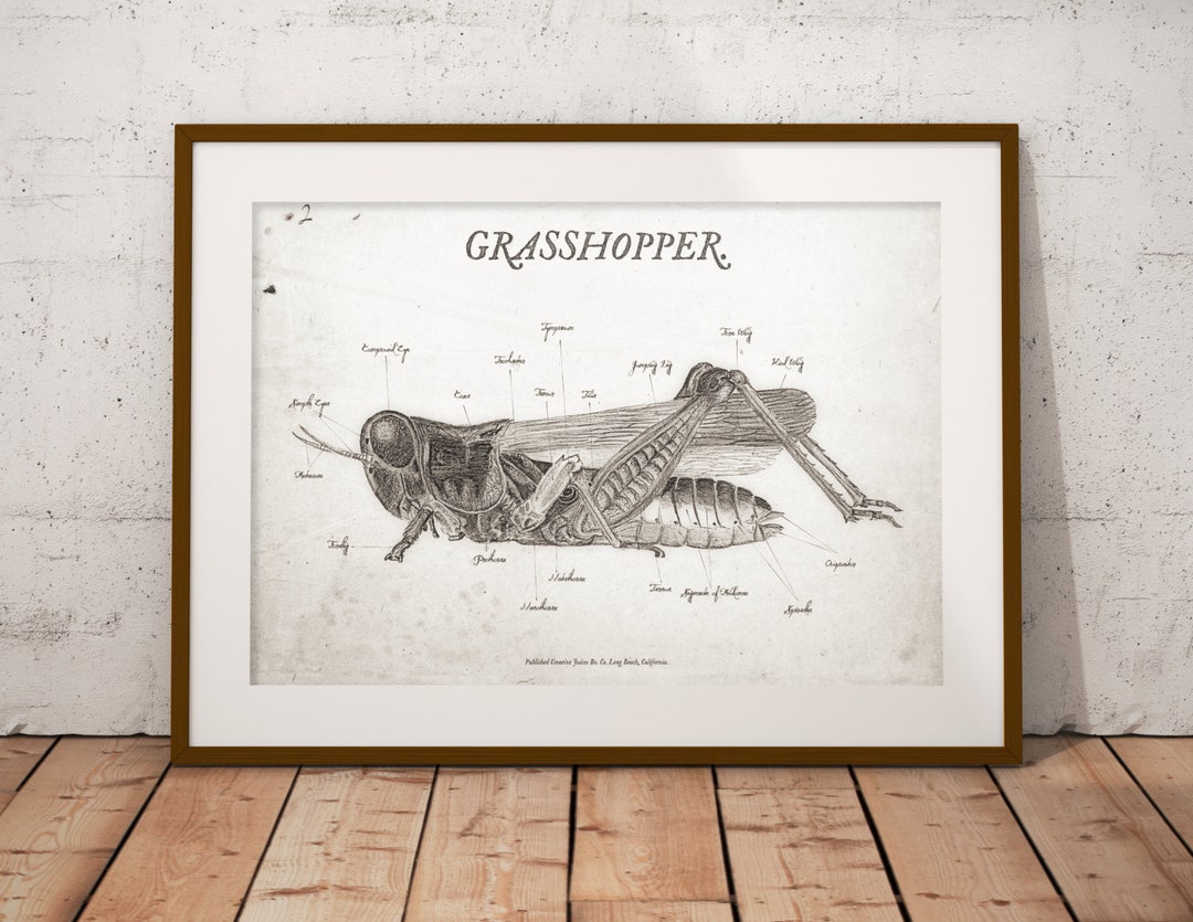 Grasshopper Scientific Illustration Wall Art - Etsy