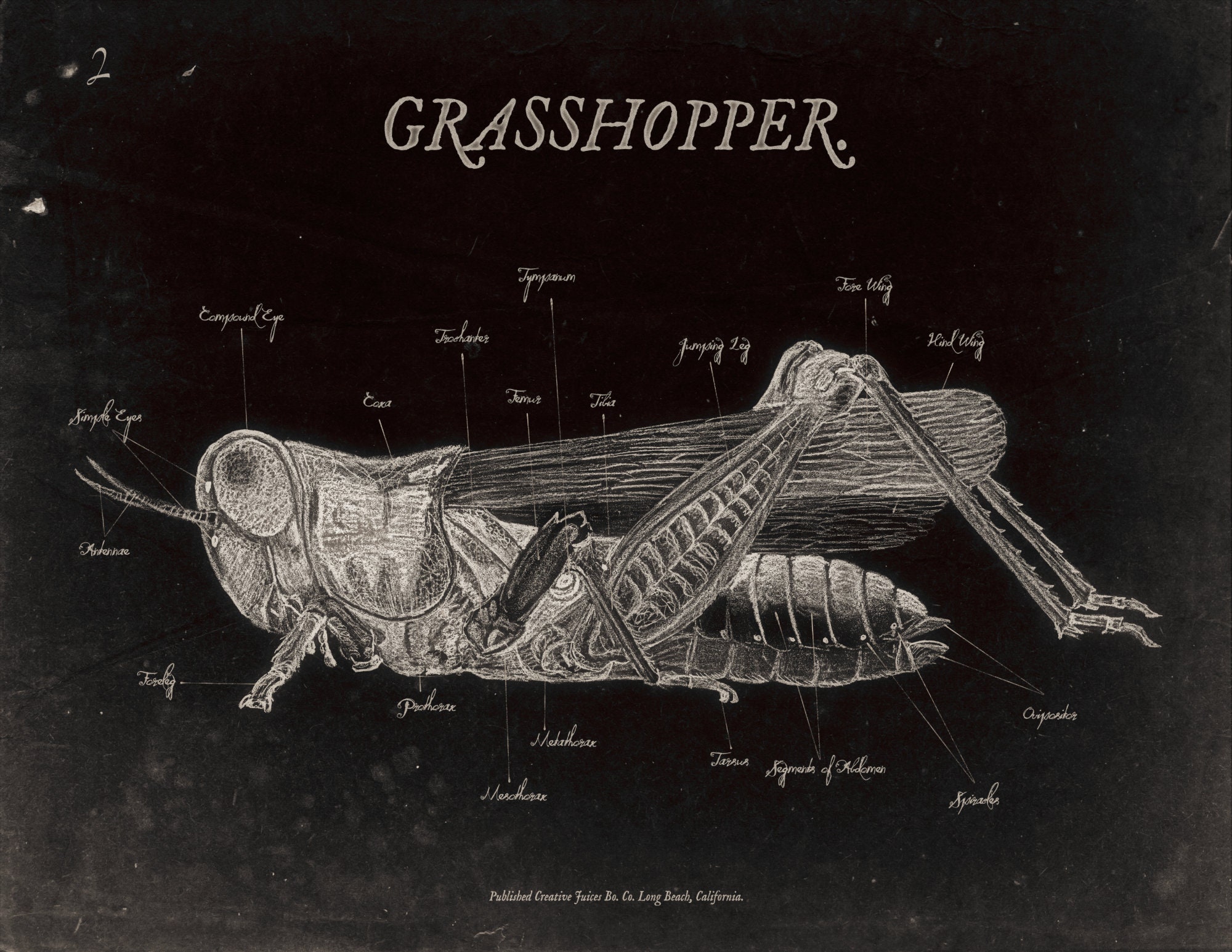 Grasshopper Scientific Illustration Wall Art - Etsy