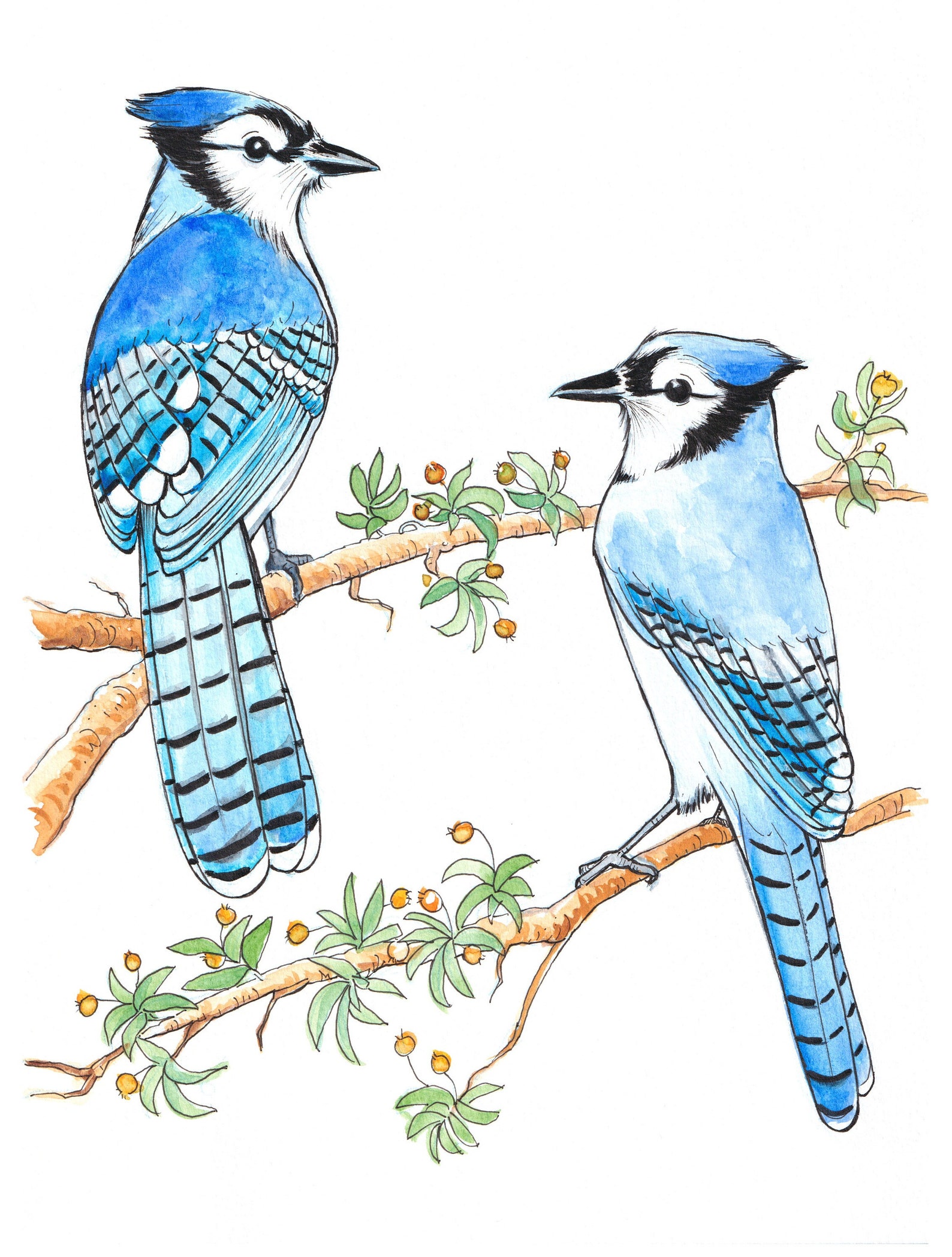Blue Jay Print Blue Jay Couple Blue Jay Watercolor Bird - Etsy