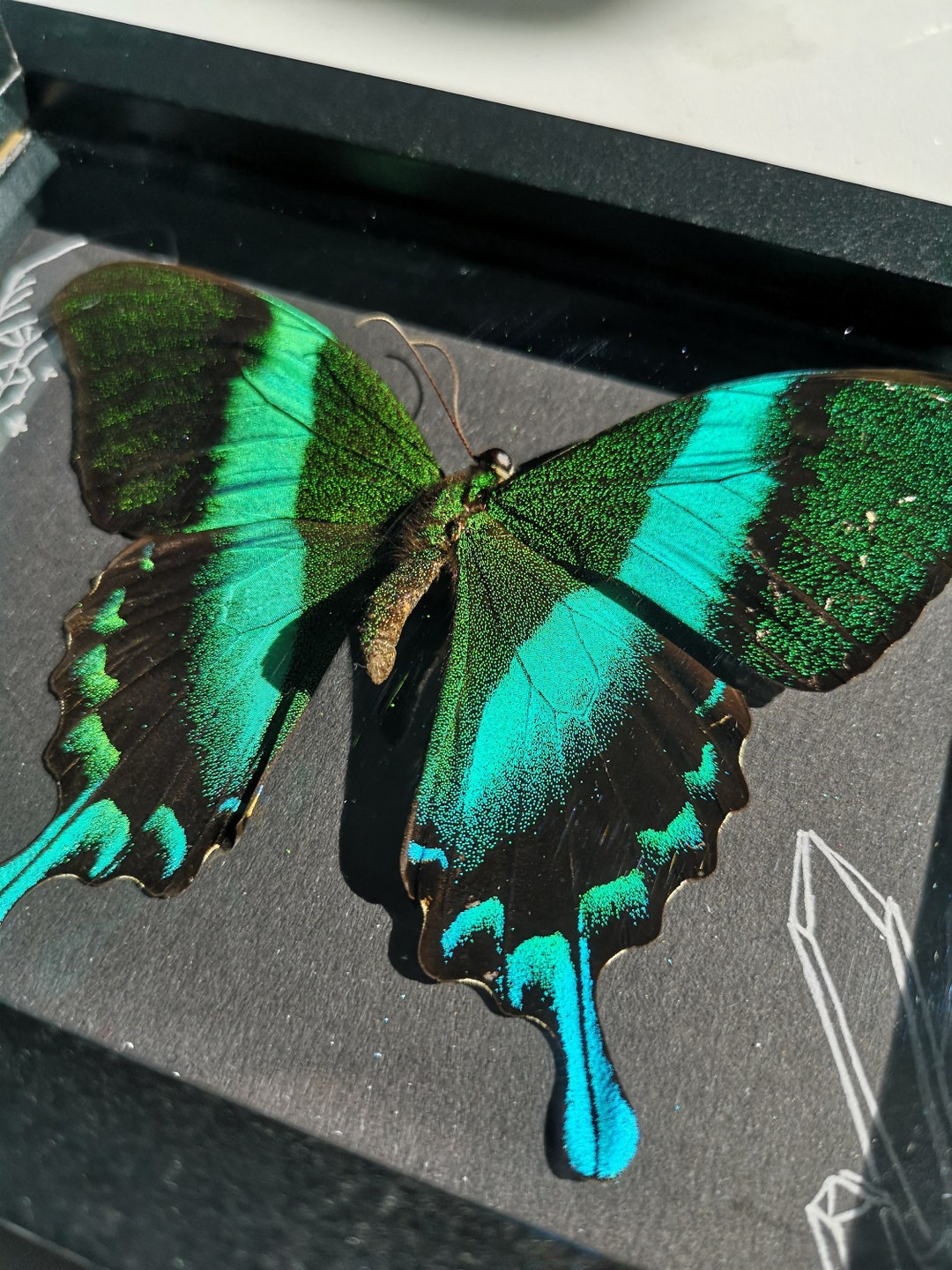 Real Butterfly in Box Frame Home Wall Decore Transparent - Etsy