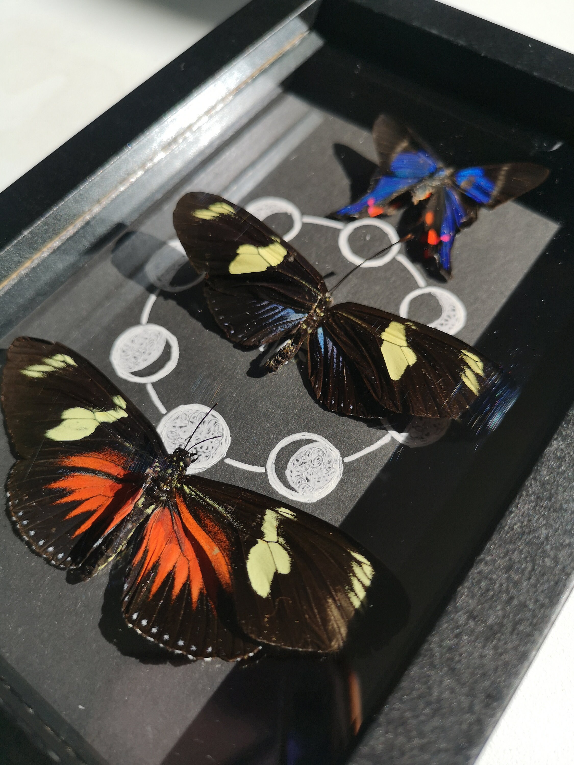 Real Butterfly in Box Frame Home Wall Decor Transparent Hand - Etsy