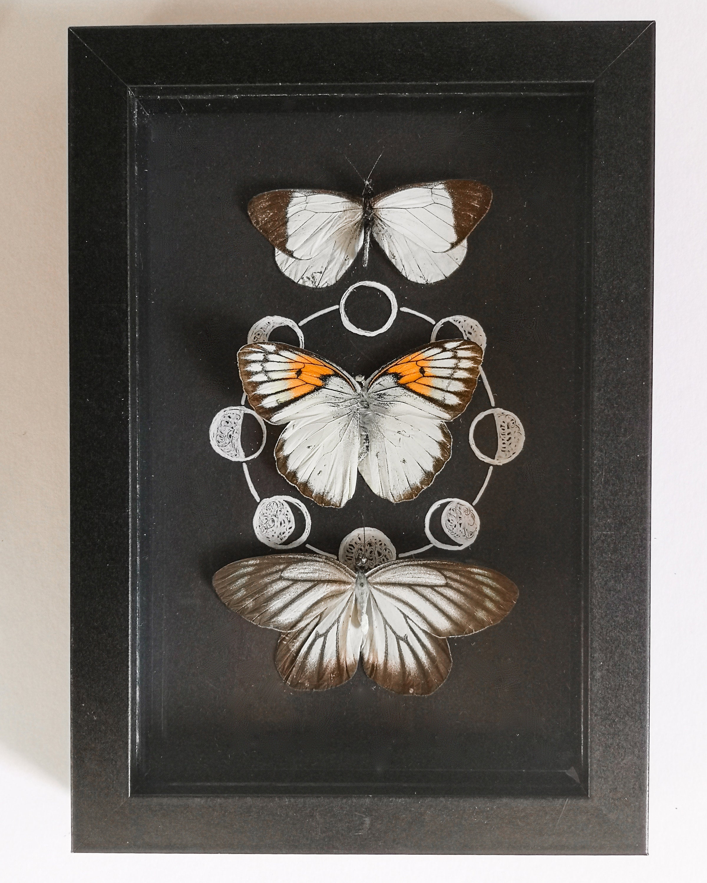 Real Butterfly in Box Frame Home Wall Decor Transparent, Hand Drawn ...