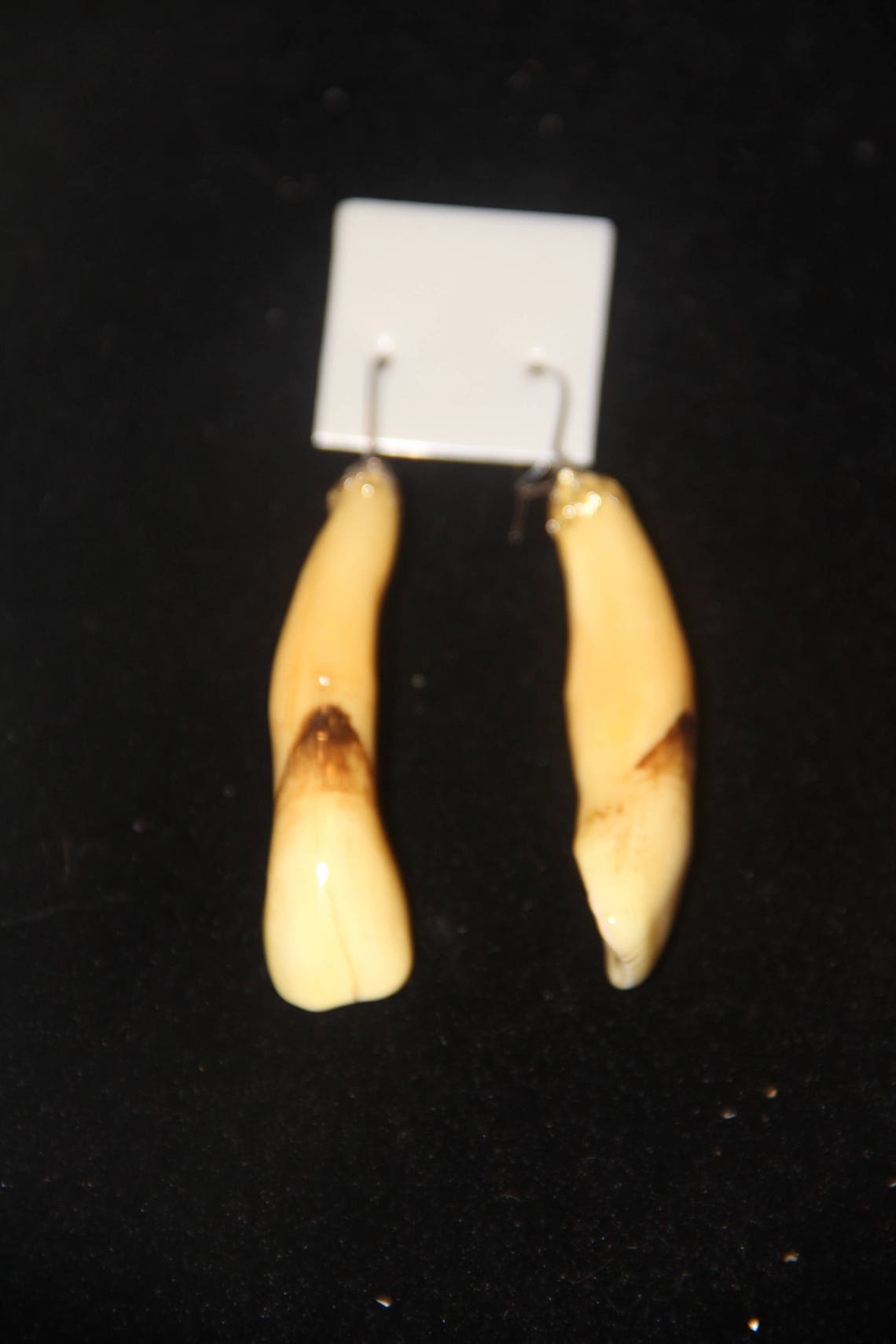MOOSE TOOTH Earrings and Pendant Set Necklace Natural Arts - Etsy