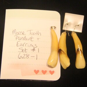 MOOSE TOOTH Earrings and Pendant Set Necklace Natural Arts - Etsy