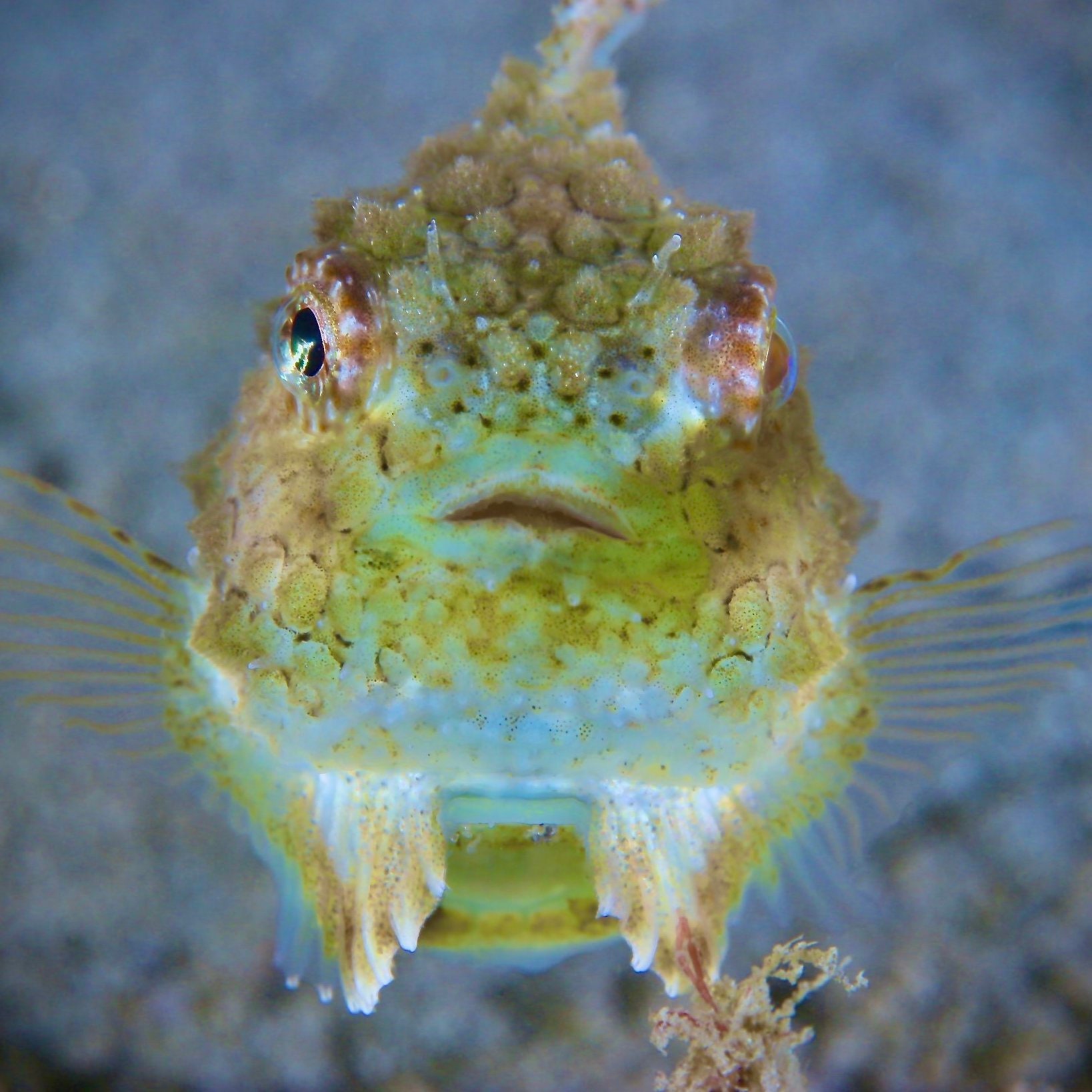 Embroidered Patch Pacific Spiny Lumpsucker 3.5 - Etsy