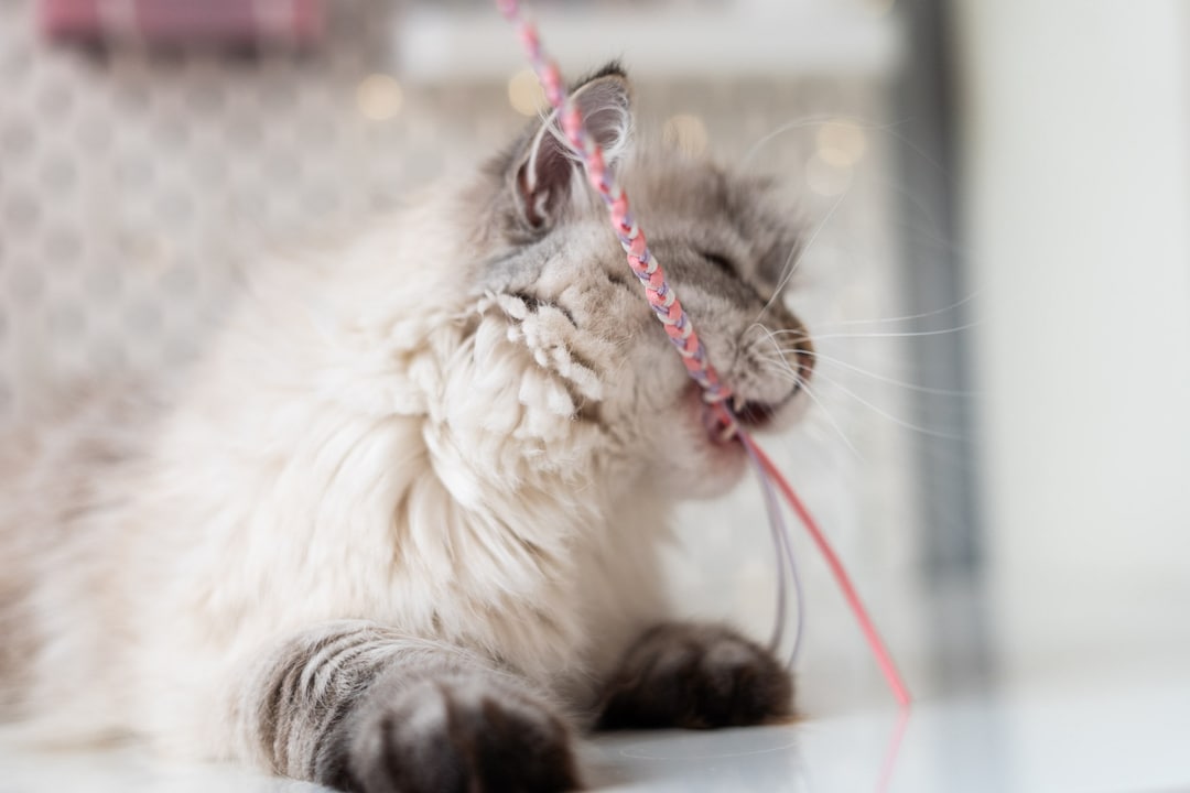 String & Suede Cat Wand, Cat Fishing Pole, Cat Toy With Strings ...