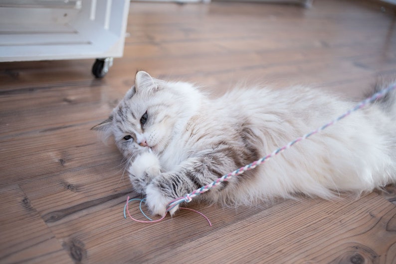 Cat toy wand Strings Cat fishing pole. High quality handmade | Etsy