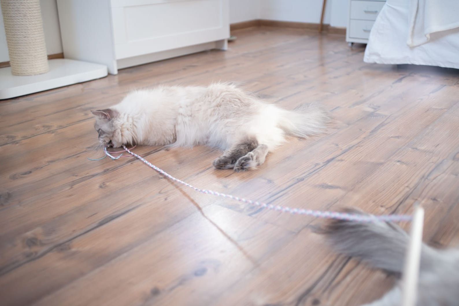 Cat Toy Wand Strings Cat Fishing Pole. High Quality Handmade - Etsy