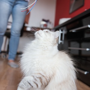 Cat Toy Wand Strings, Cat Fishing Pole. High Quality Handmade Cat Toys ...