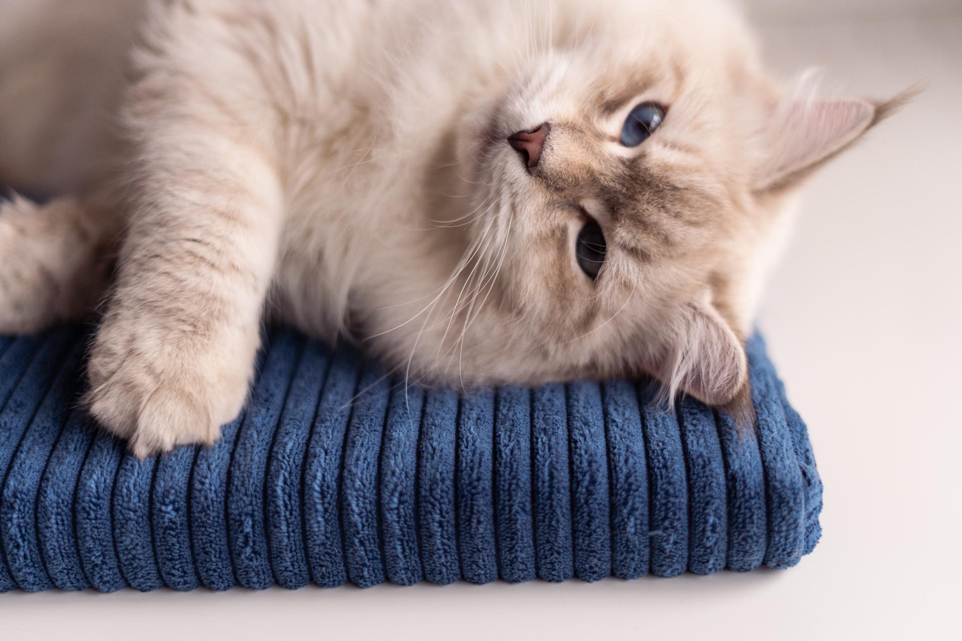 Cat Window Sill Bed, Cat Bed for Window, Window Mat for Cats, Window ...