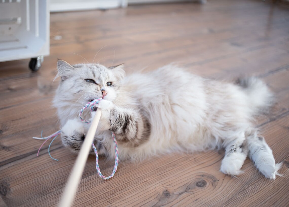 Cat Toy Wand Strings Cat Fishing Pole. High Quality Handmade - Etsy