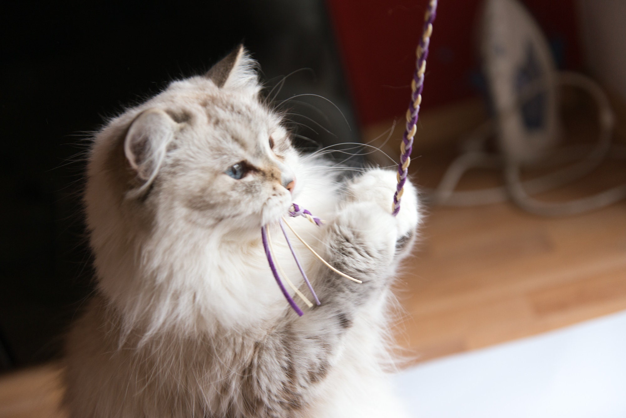 String Cat Wand Wooded Pole. Cat Fishing Pole With Colorful | Etsy