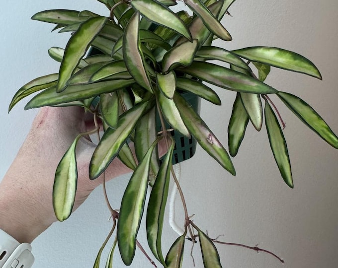 Rare Hoya Wayetii Inner Variegation - Exact Plant - Etsy