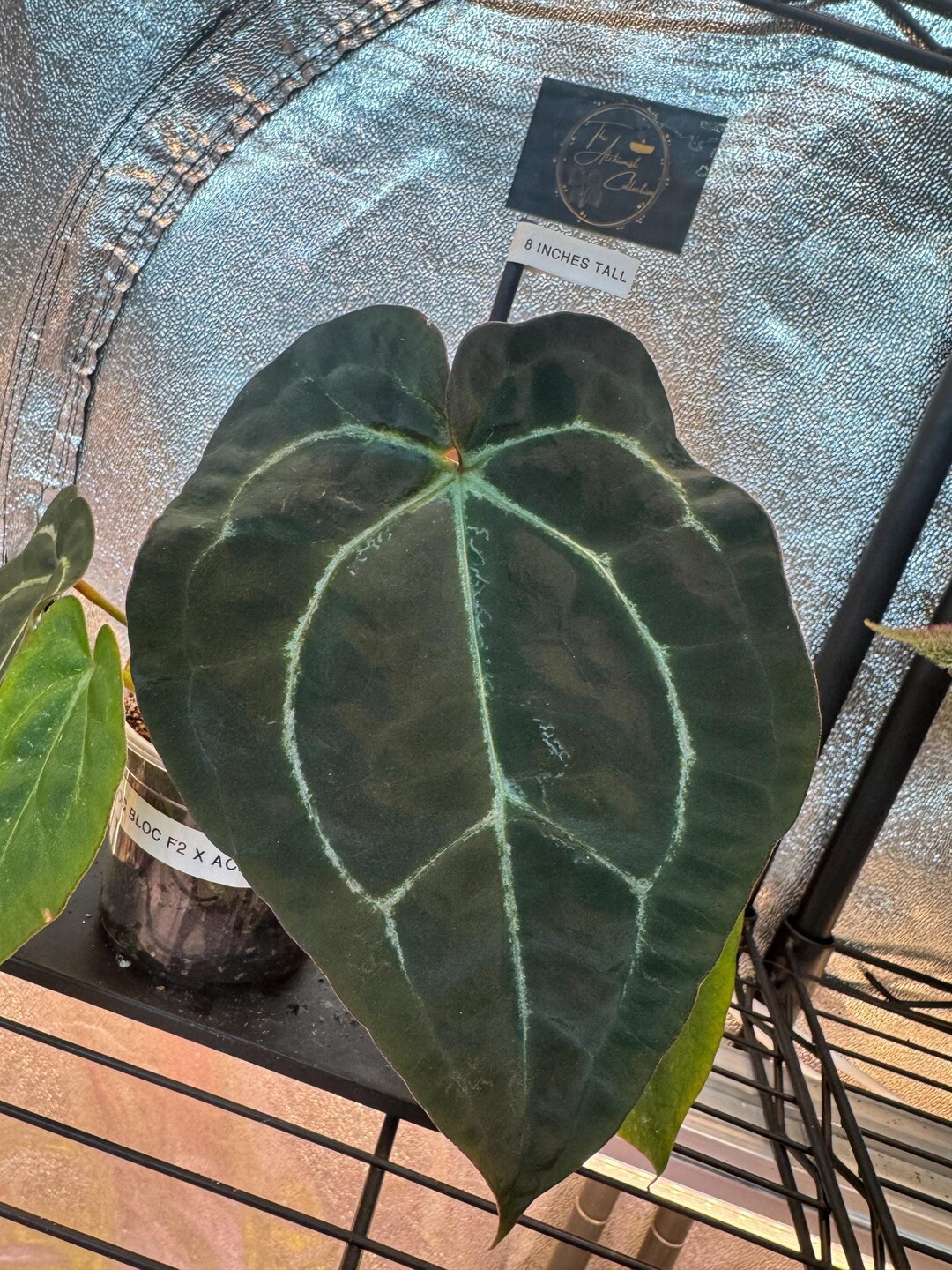 Rare Anthurium Doc Block F2 X Ace of Spades Hybrid: Actual Plant - Etsy