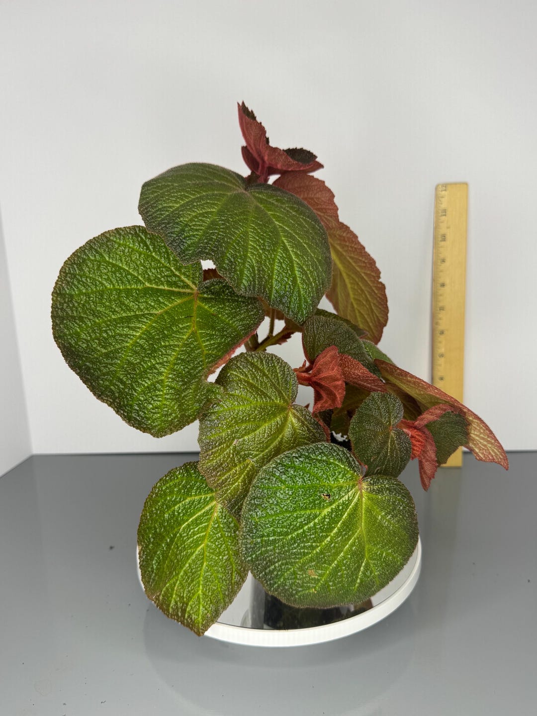 Begonia ‘morocco’ - Exact Plant (D0012) - Etsy
