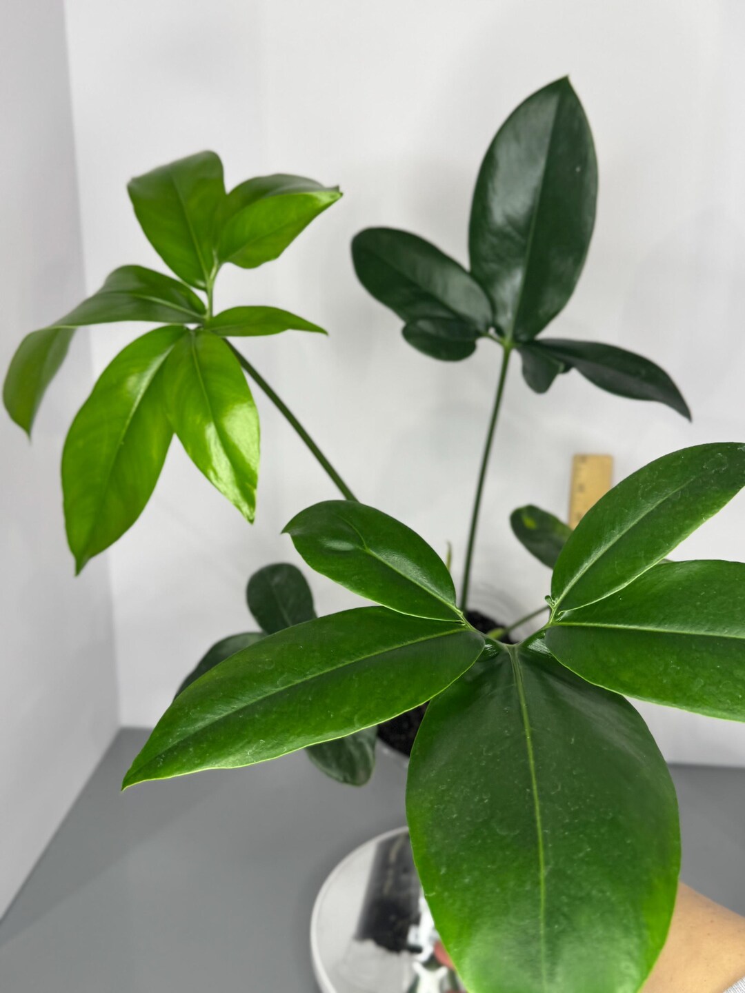 Finger Leaf Philodendron – Exact Plant (P0150) - Etsy