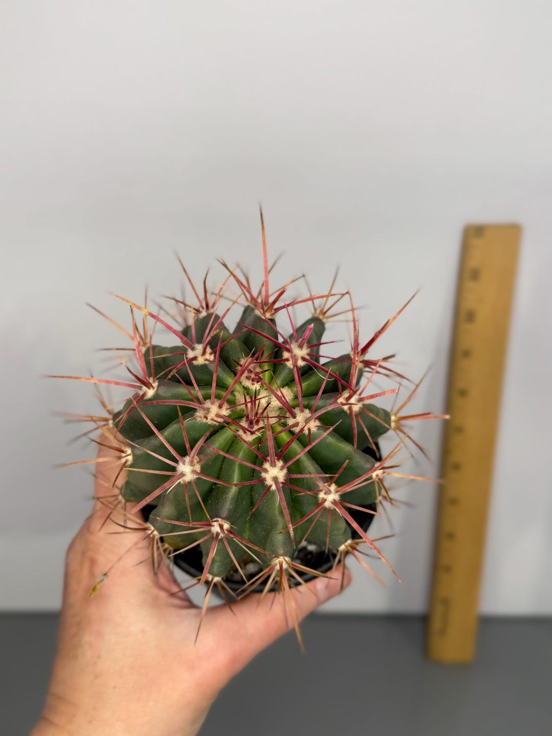 Ferocactus Stainesii 'mexican Fire Barrel' - Exact Plant (D0288) Pot ...