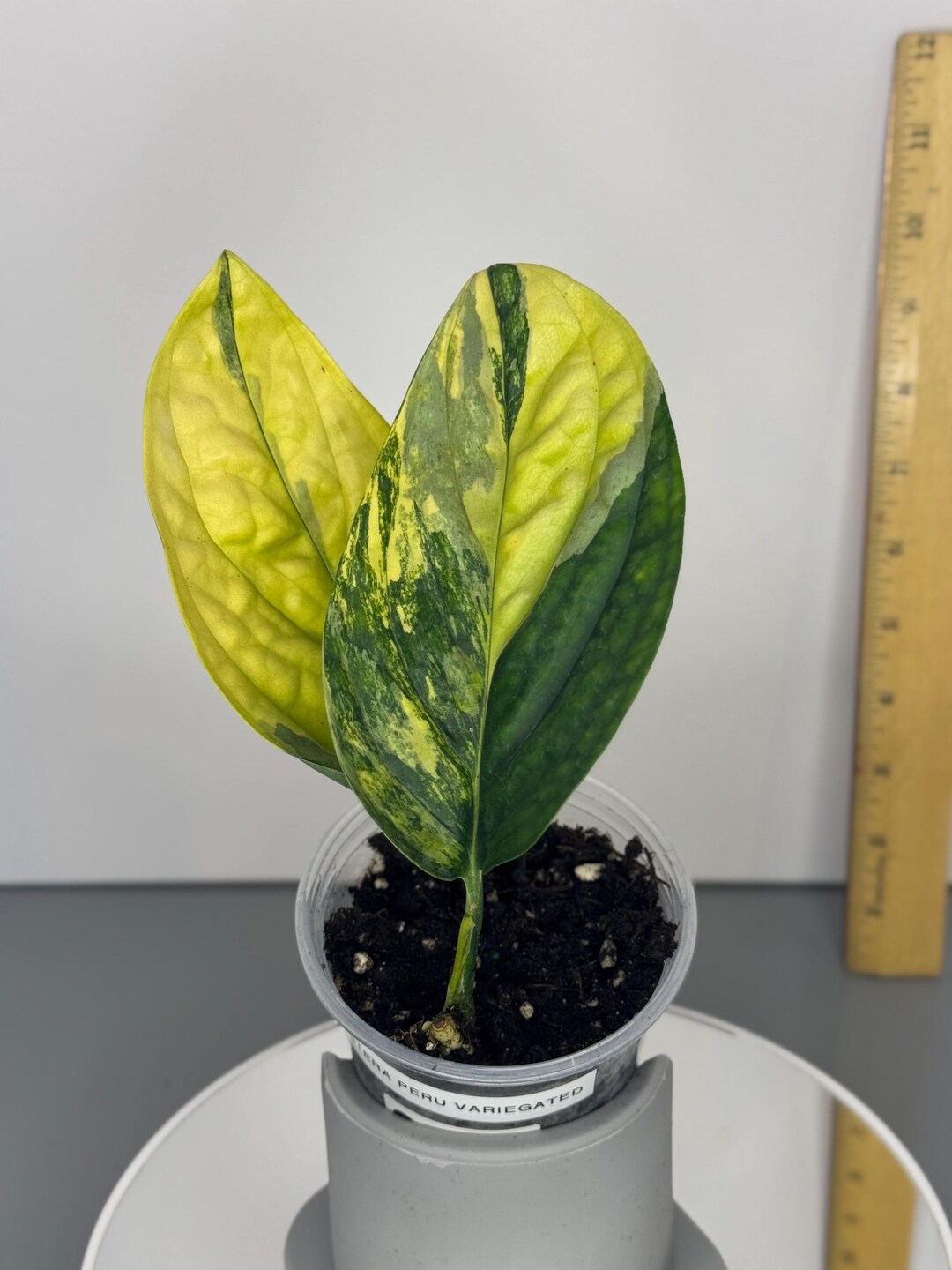 Monstera Peru Variegated - Exact Plant (D0046) - Etsy
