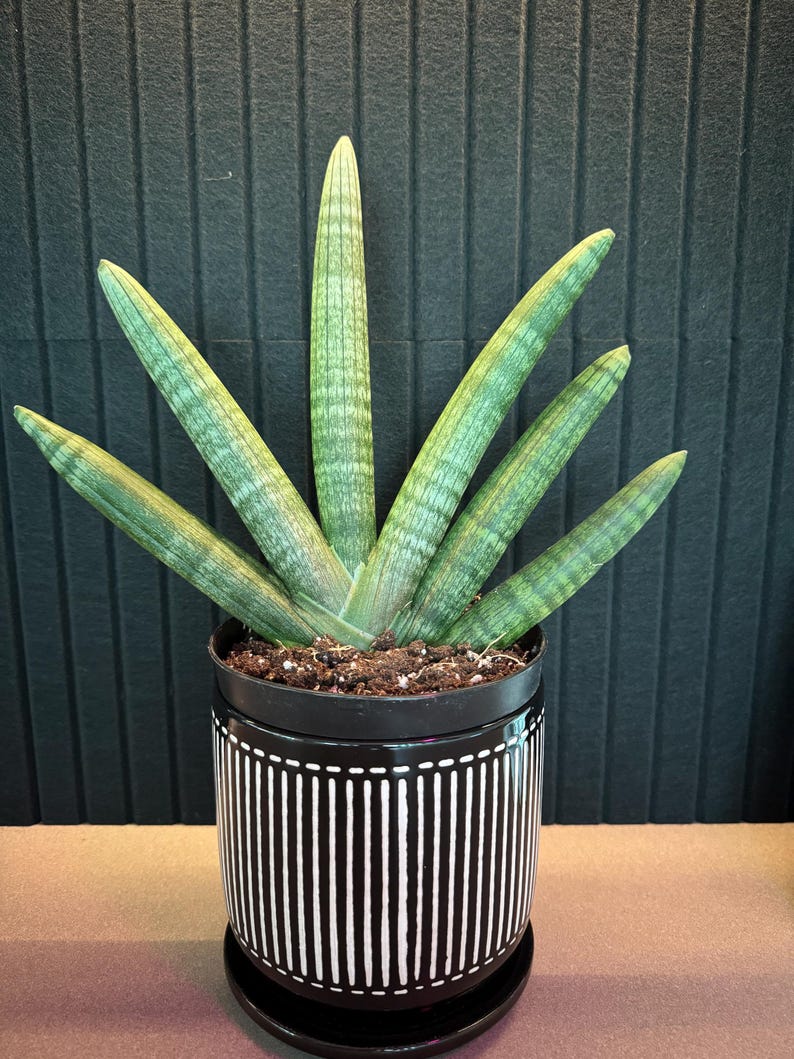 Sansevieria Cylindrica Boncel Snake Plant Perfect Low-light Indoor ...