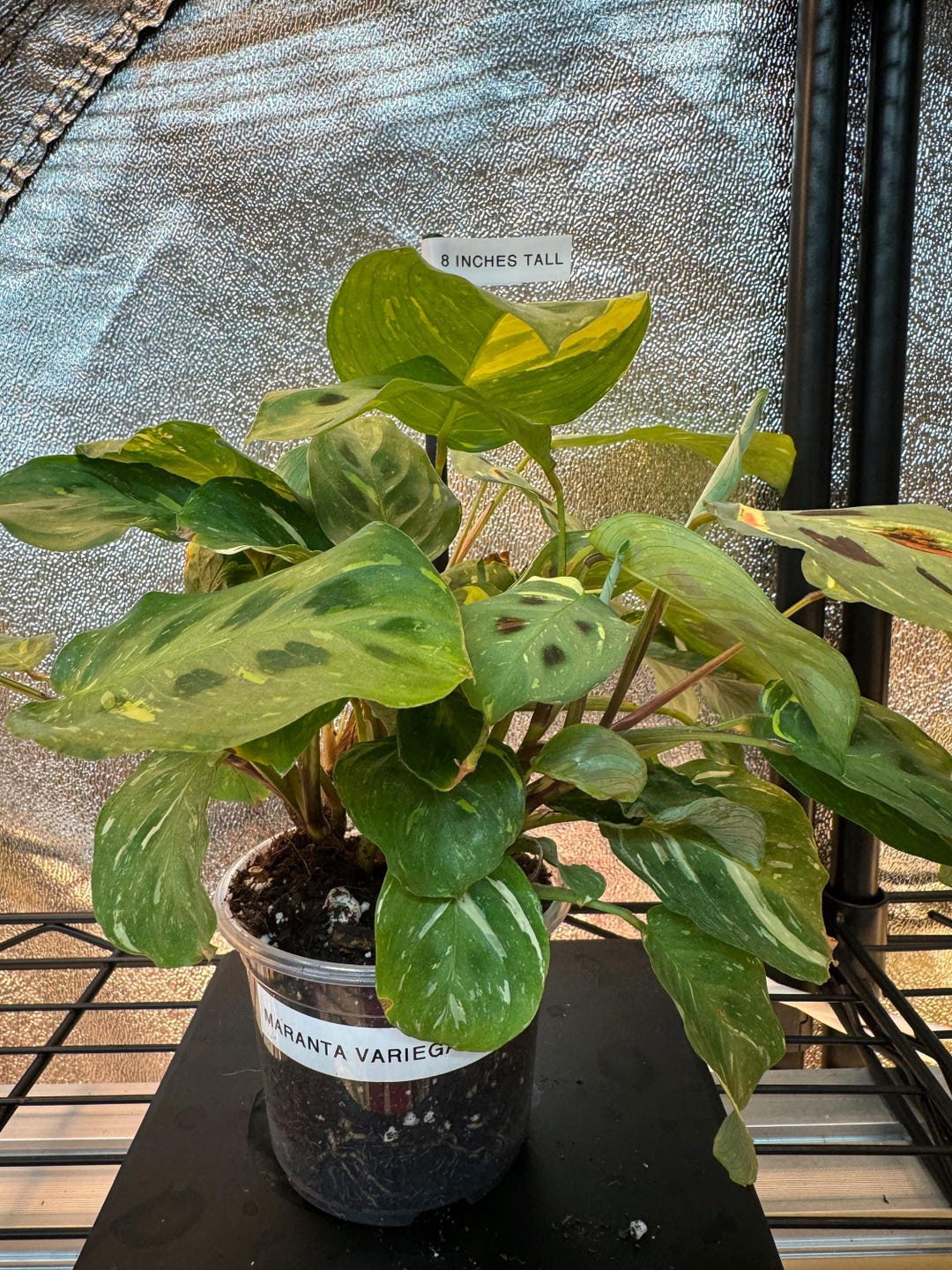 Maranta Variegated variegated Prayer Plant: Actual Plants not Starters ...