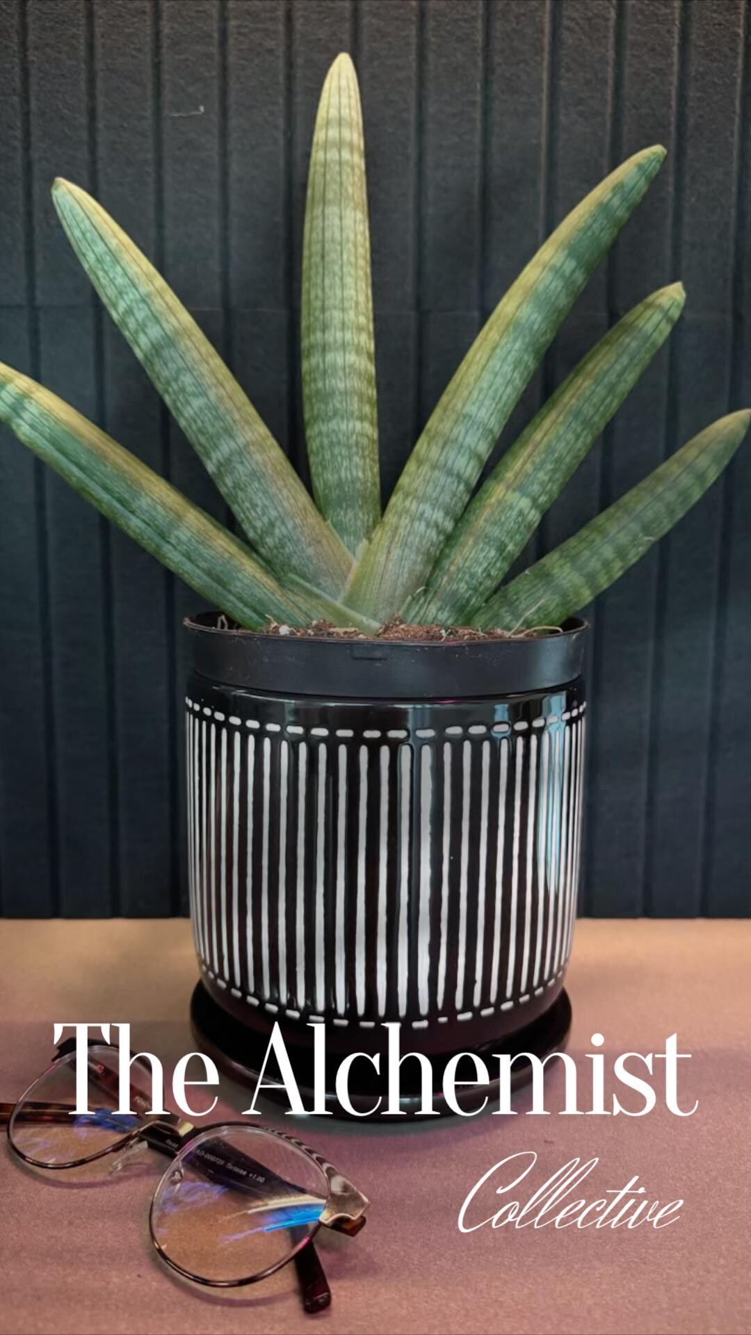 Sansevieria Cylindrica Boncel Snake Plant Perfect Low-light Indoor ...