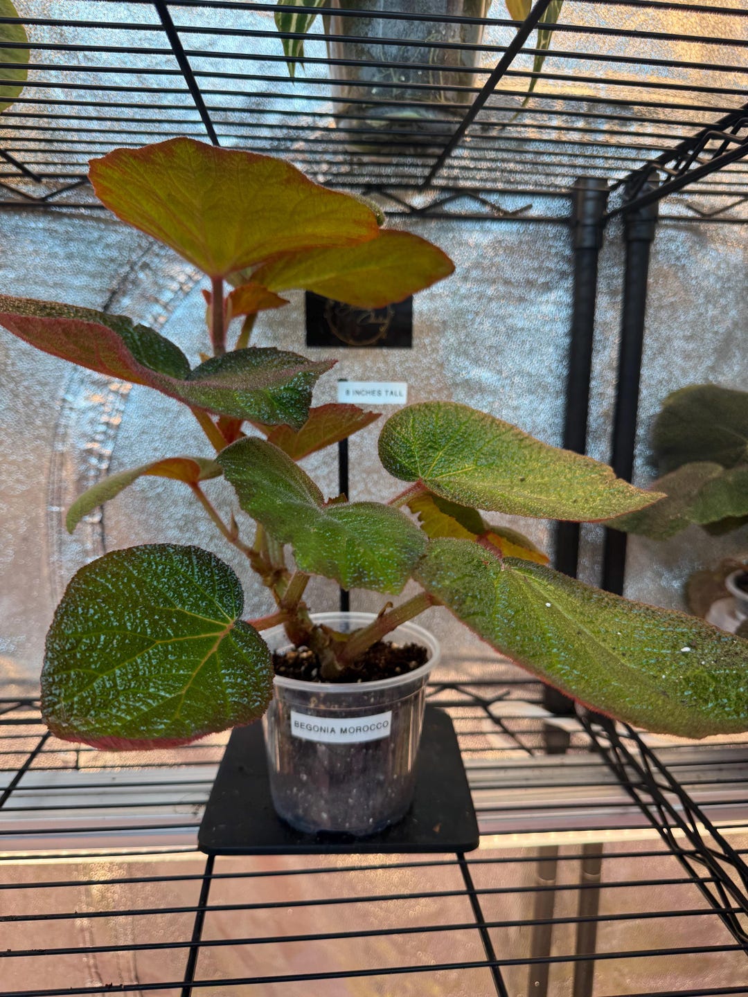 Rare Begonia morocco Stunning Foliage Plant Over 1 Foot Tall in a 4 ...