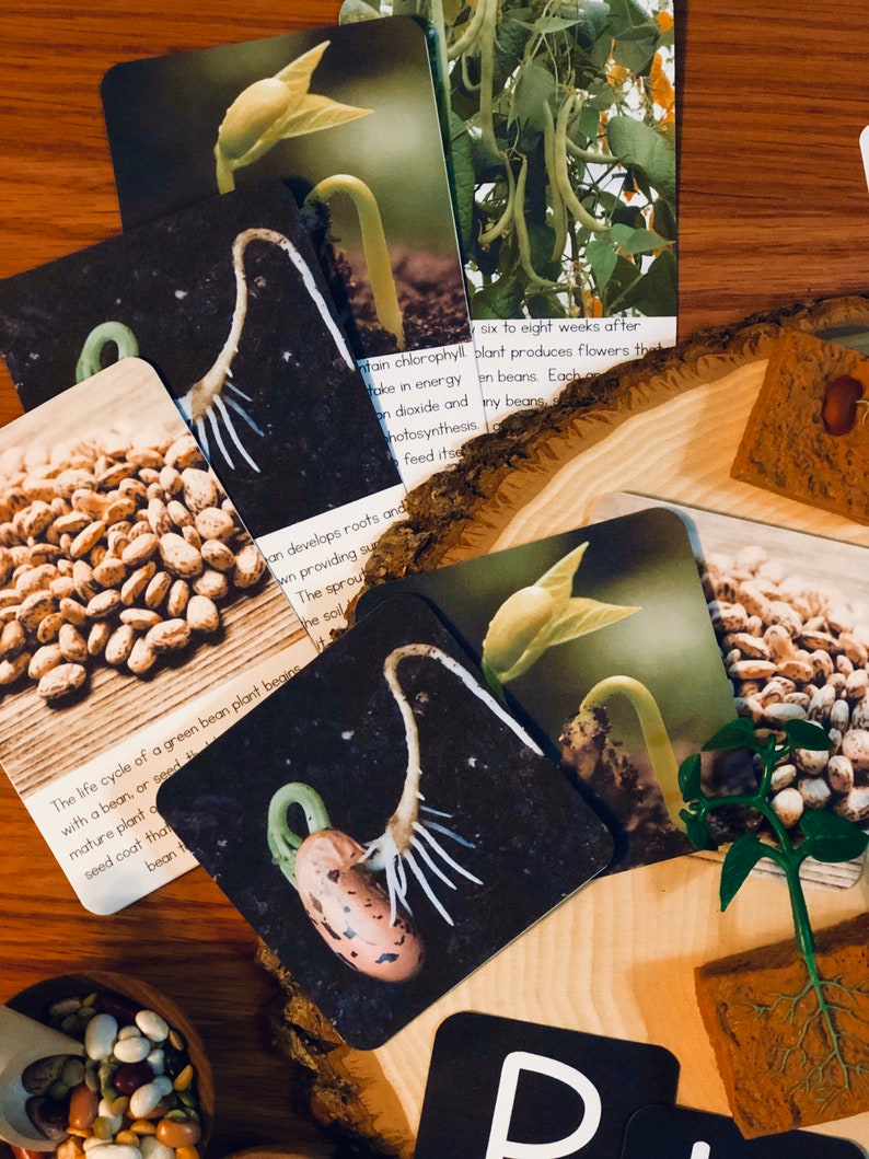 Plant Life Cycle Cards Instant PDF Download Montessori | Etsy