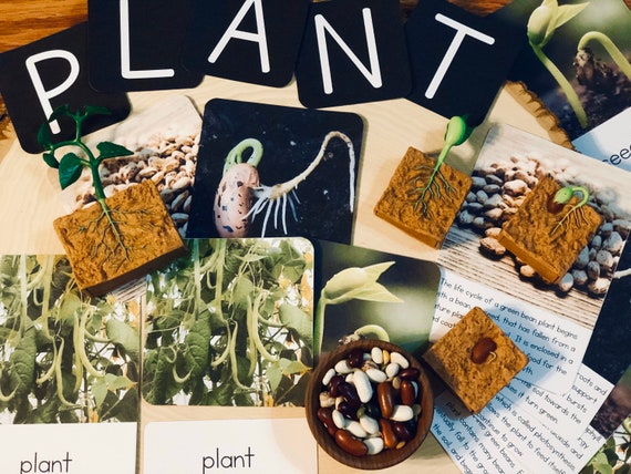 Plant Life Cycle Cards Instant PDF Download Montessori | Etsy