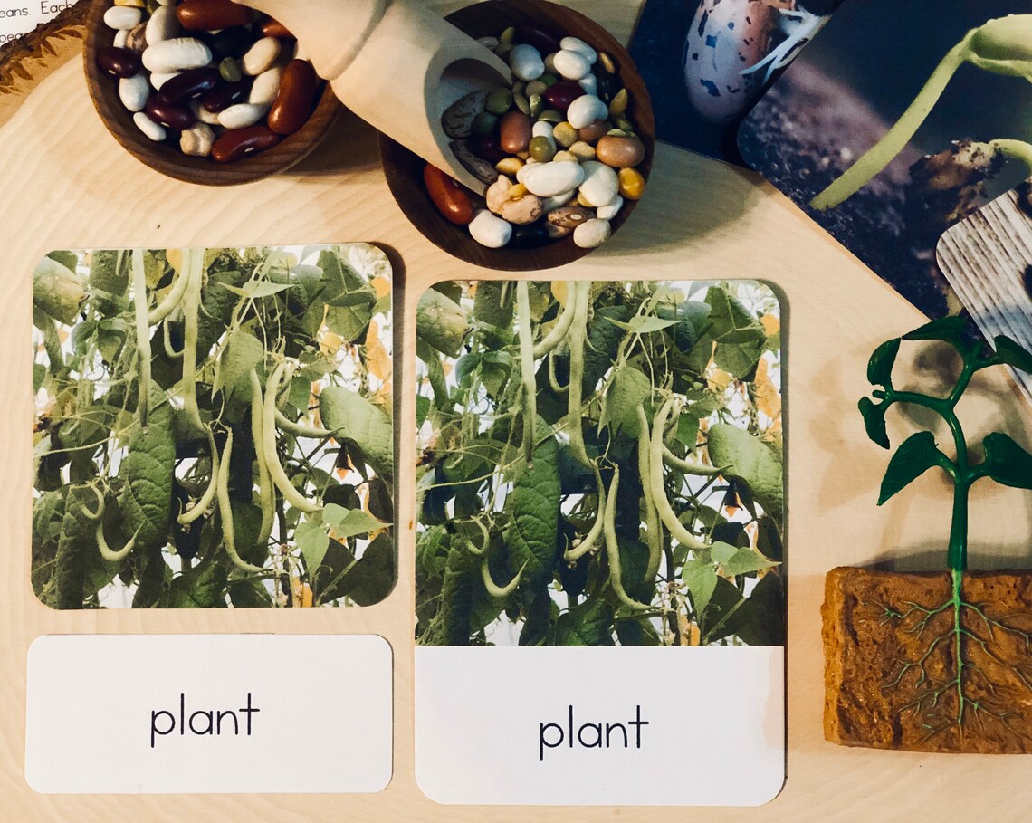 Plant Life Cycle Cards Instant PDF Download Montessori | Etsy