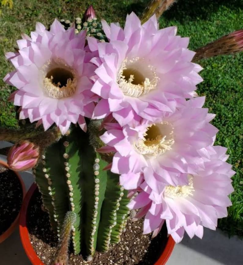 Echinopsis Tubiflora Pink Easter Lily Cactus 1 Rooted Hardy - Etsy