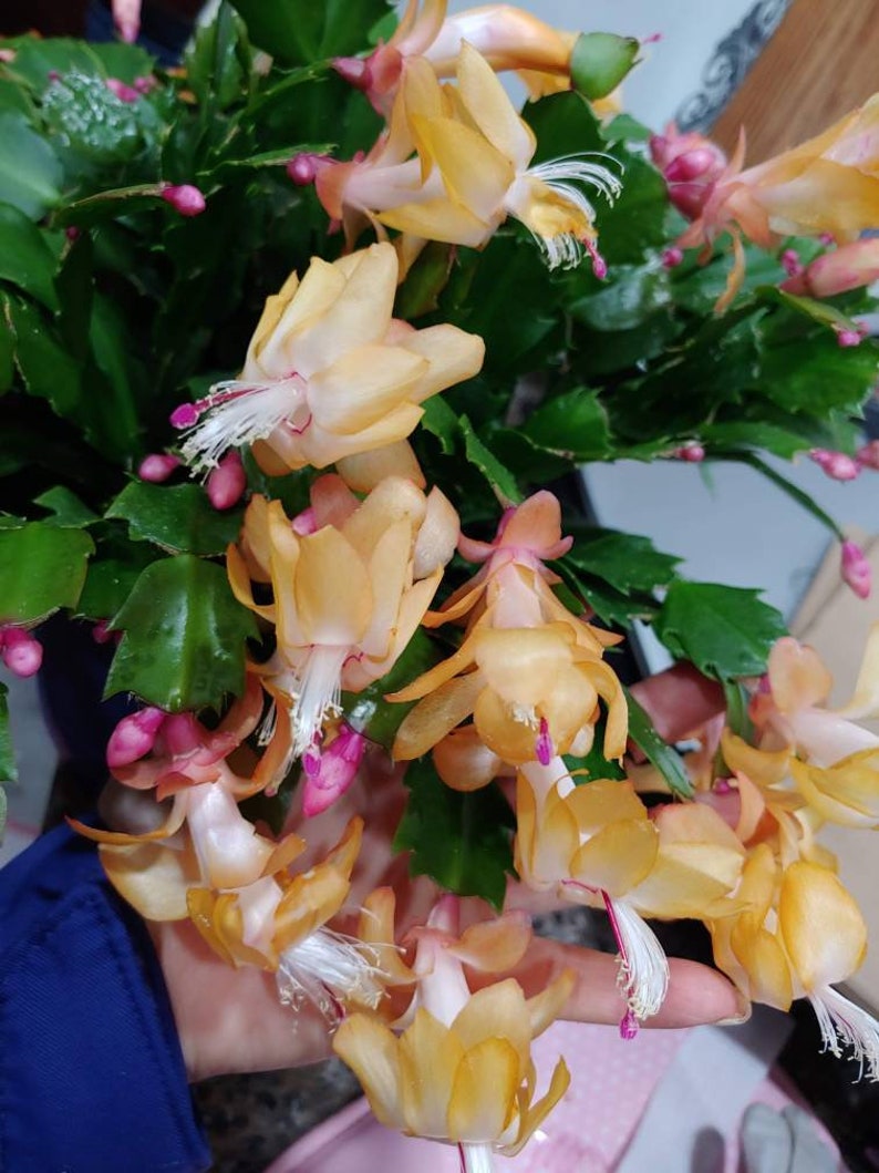Christmas Cactus thor Sophia 1 Rooted Plant - Etsy